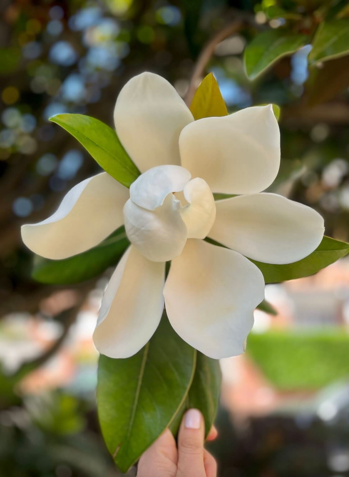 Septiembre: tiempo de recolección de la magnolia 🌸 septiembre 2025 ...